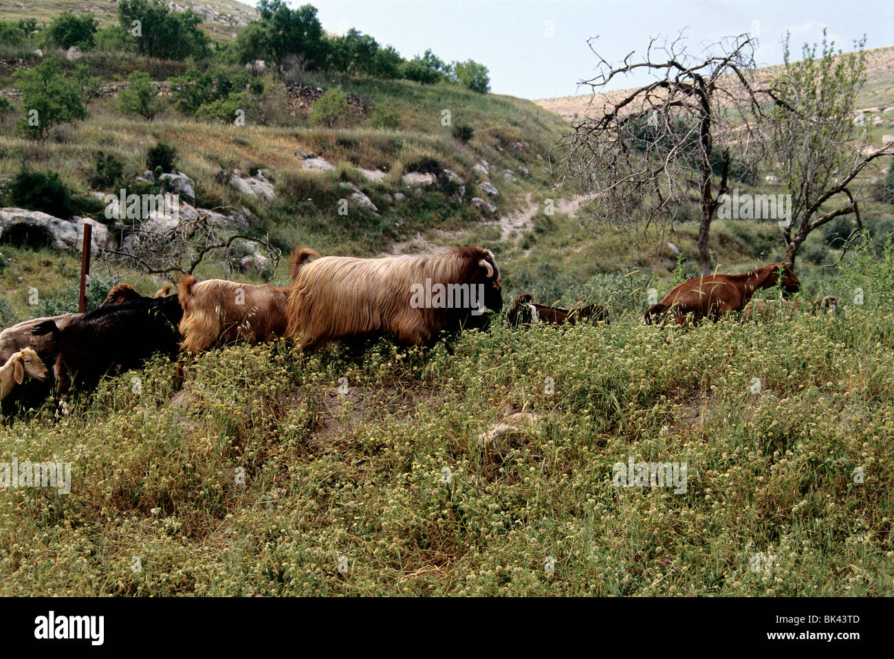 Goats grazing in Northern Israel Stock Photo - Alamy
