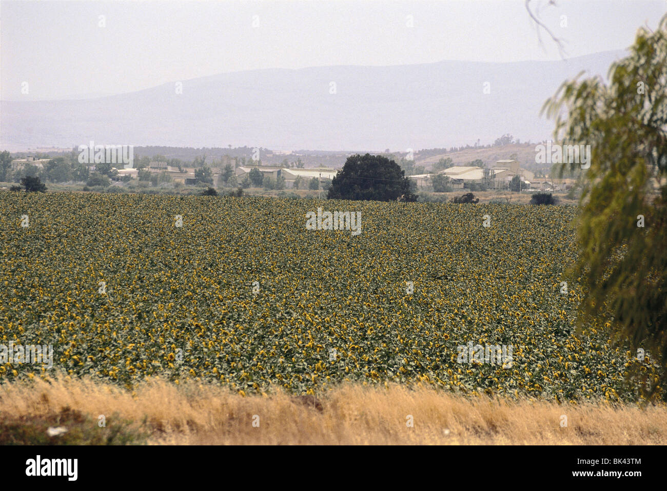 Sunflower field and farm buildings in Northern Israel Stock Photo - Alamy