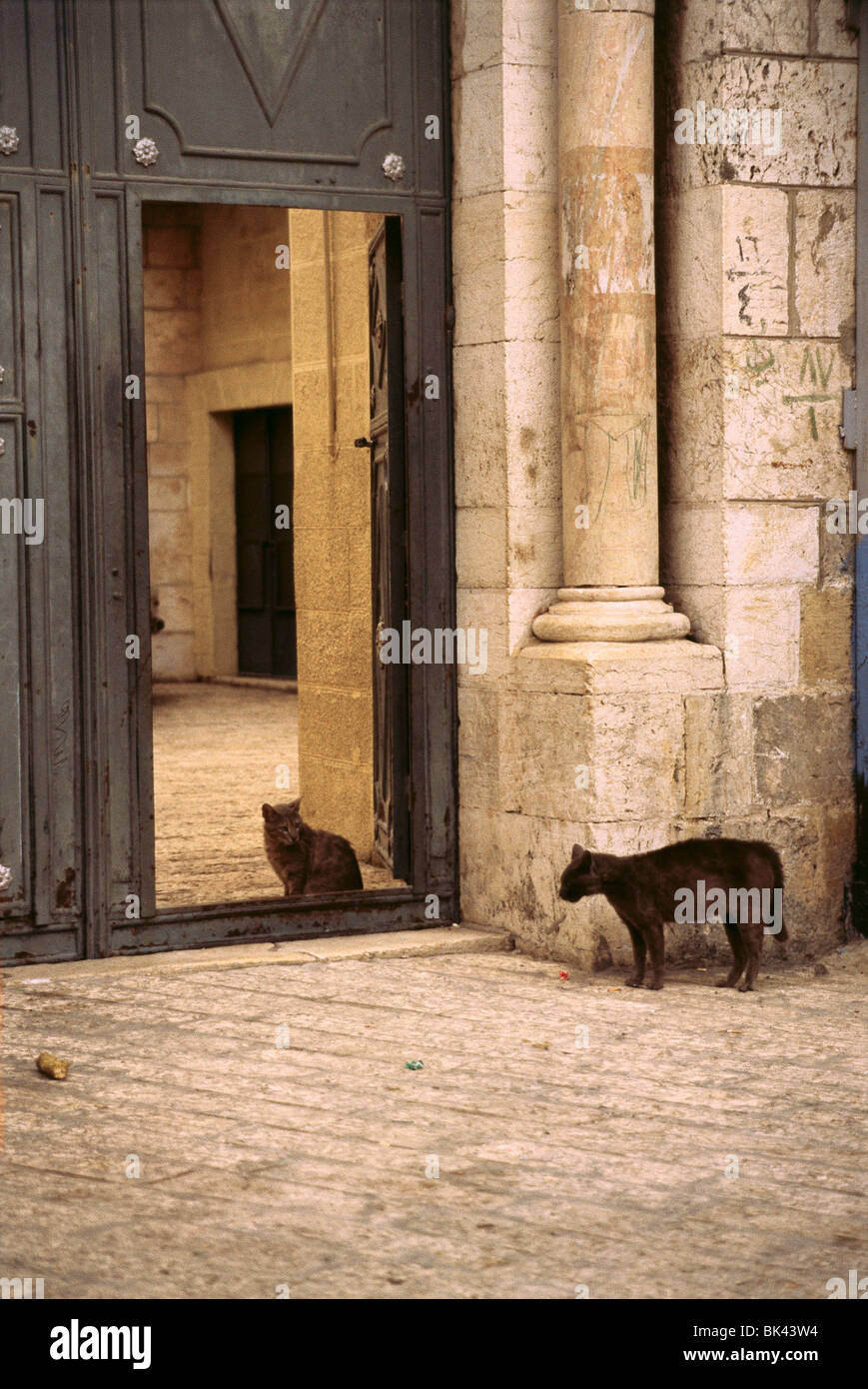 Cats in a doorway, Israel Stock Photo - Alamy
