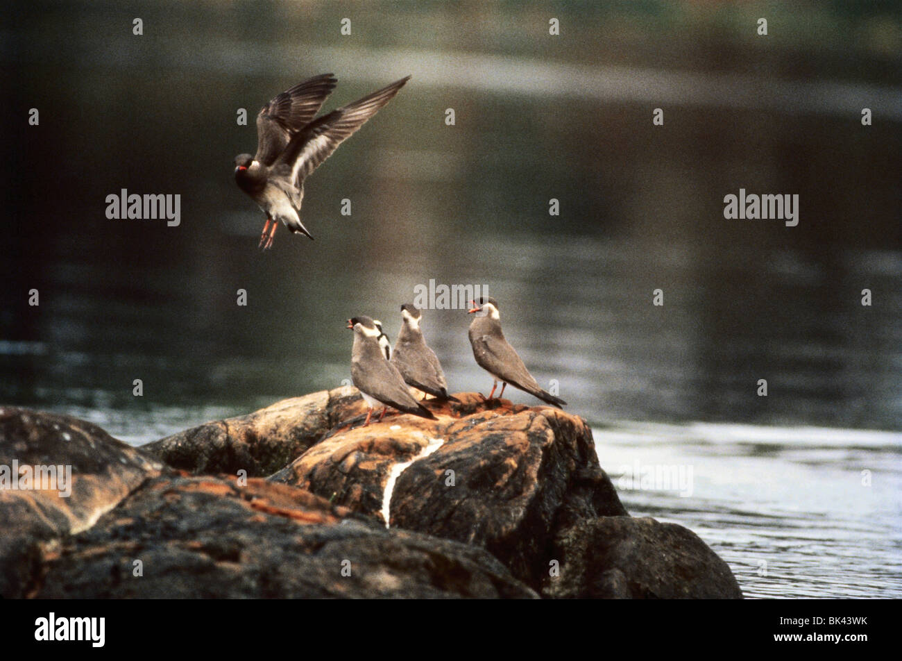 Arriving landing hi-res stock photography and images - Alamy