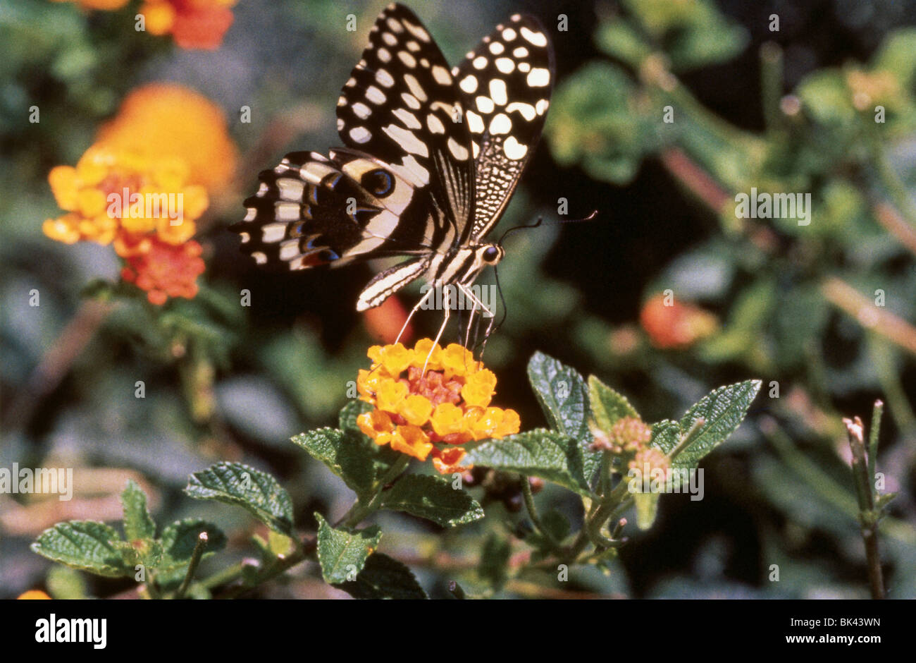 The Common Lime Butterfly (Papilio demoleus) is a common and widespread ...