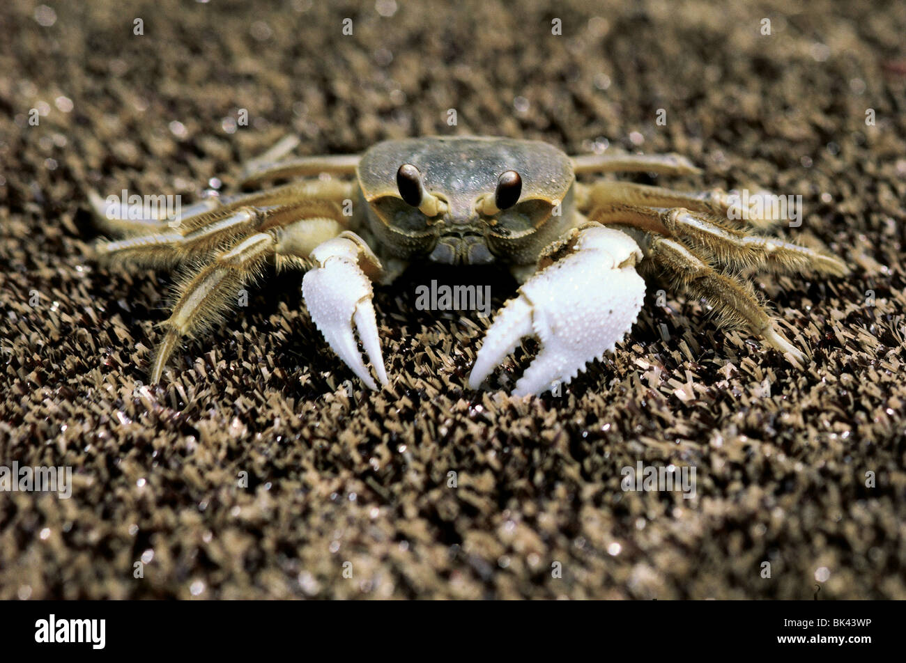 Pinchers hi-res stock photography and images - Alamy