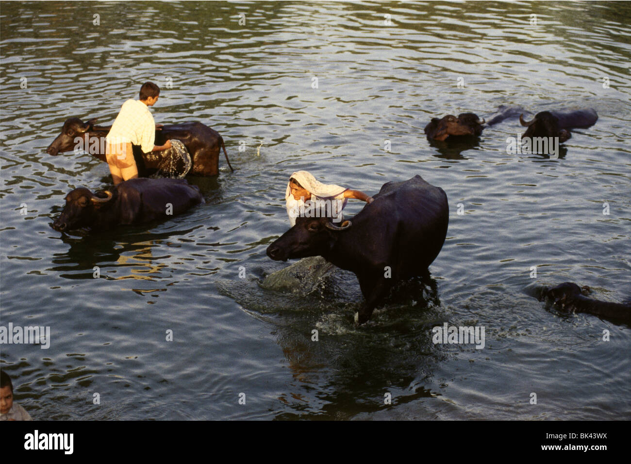 Man washing buffalo hi-res stock photography and images - Alamy