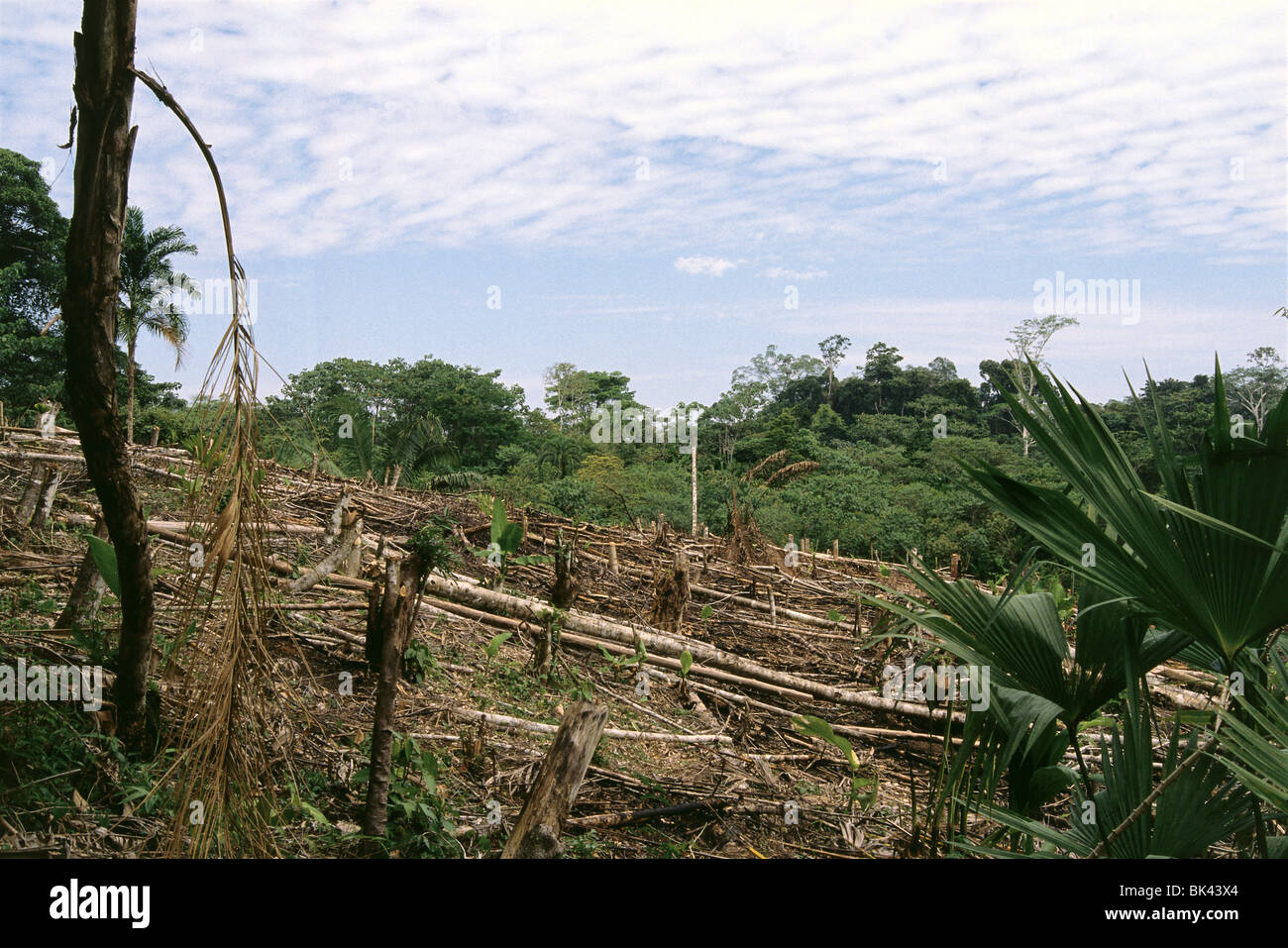 Rainforest Deforestation High Resolution Stock Photography and Images ...