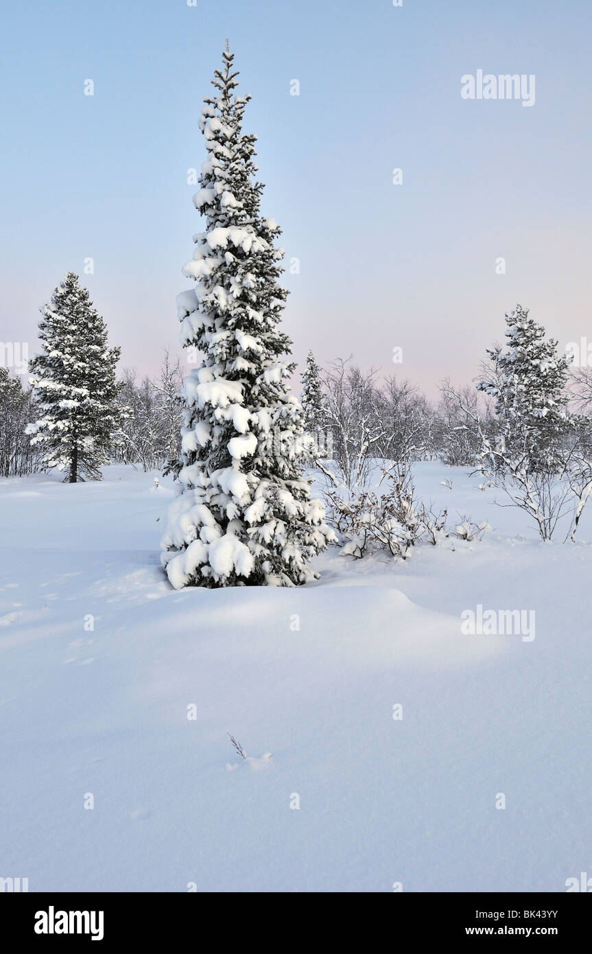 The wild landscape in Lapland in the northern part of Sweden Stock ...