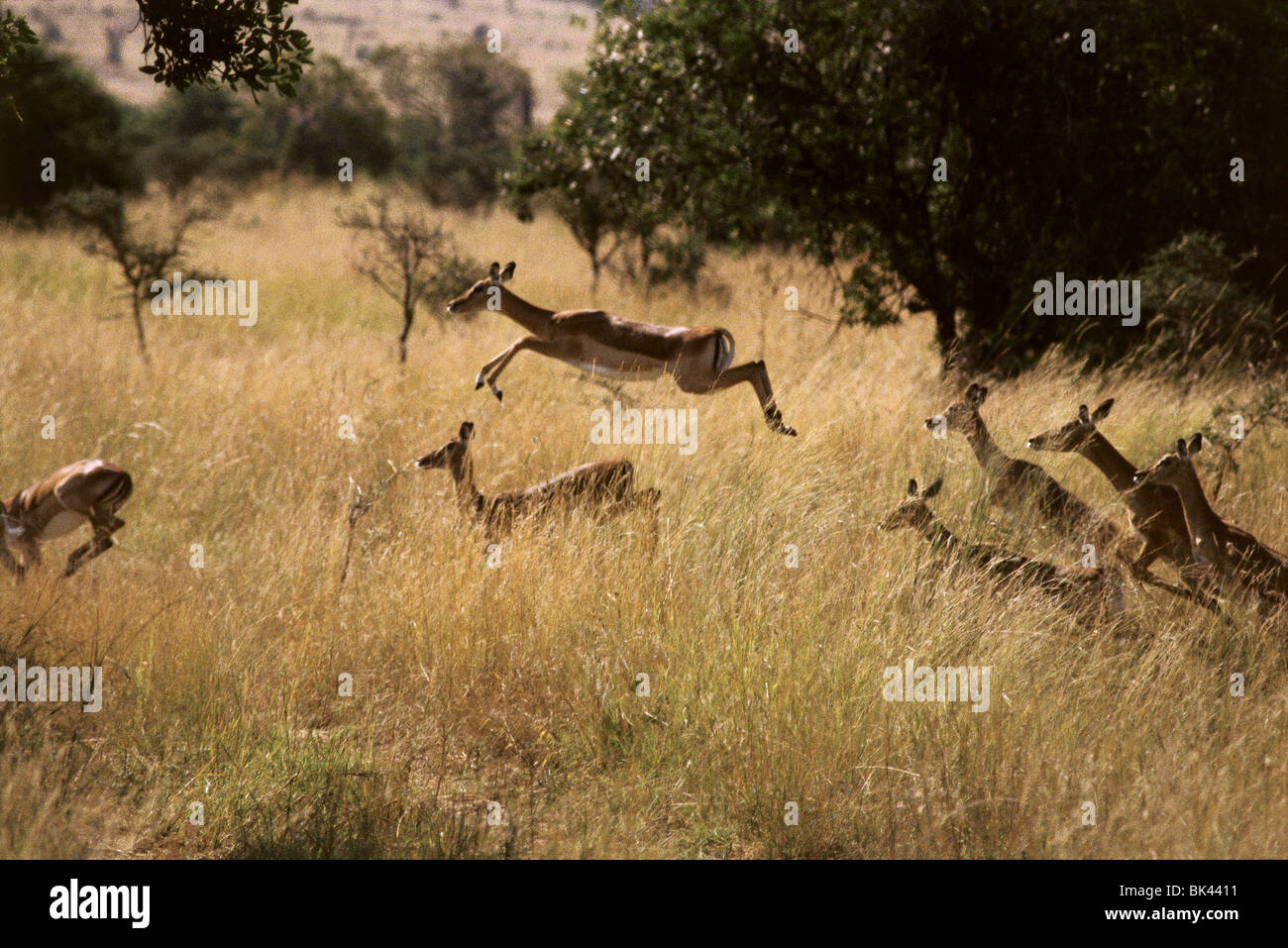 Impalas jumping hi-res stock photography and images - Alamy