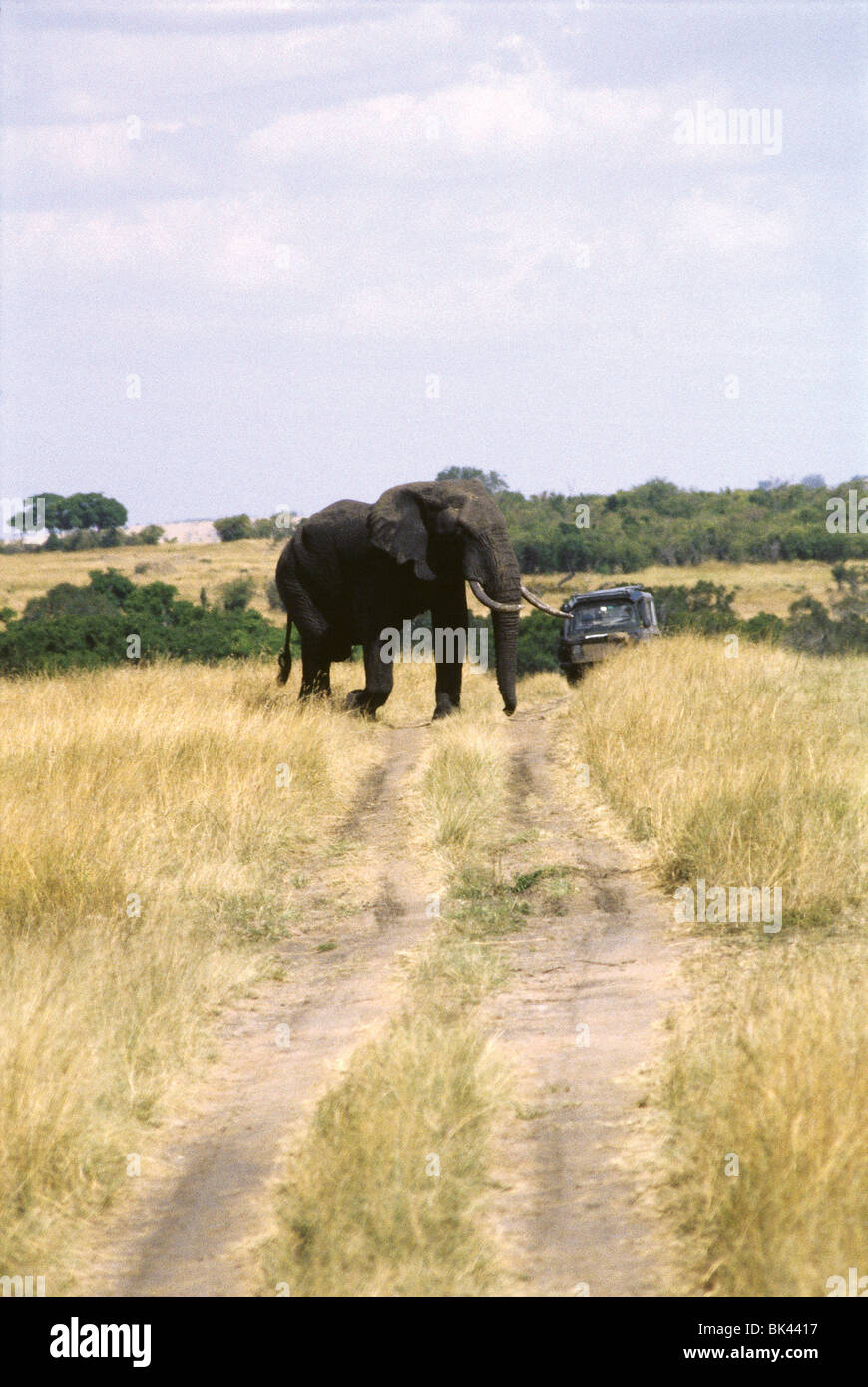 Elephant r hi-res stock photography and images - Alamy