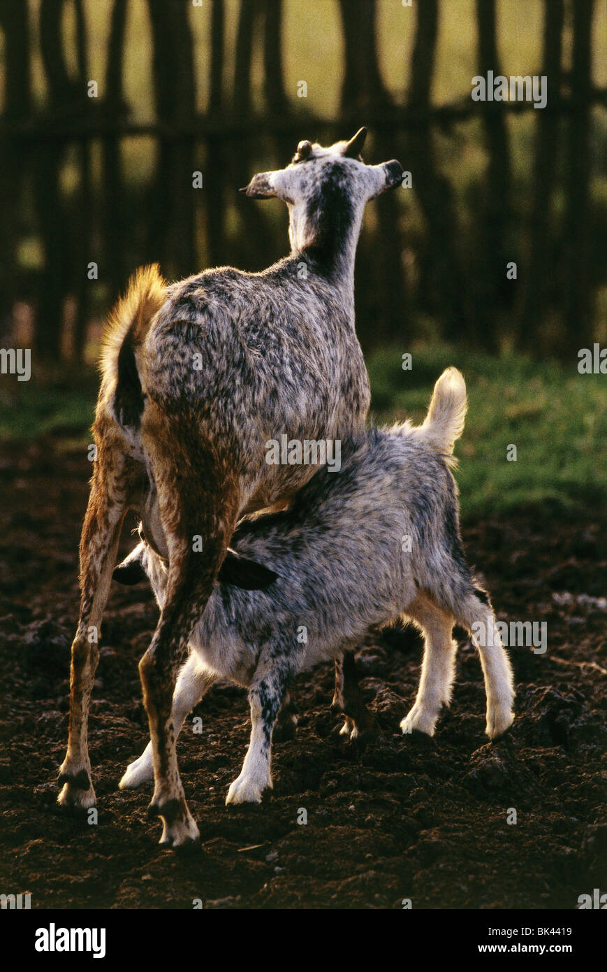 Nursing goats hi-res stock photography and images - Alamy