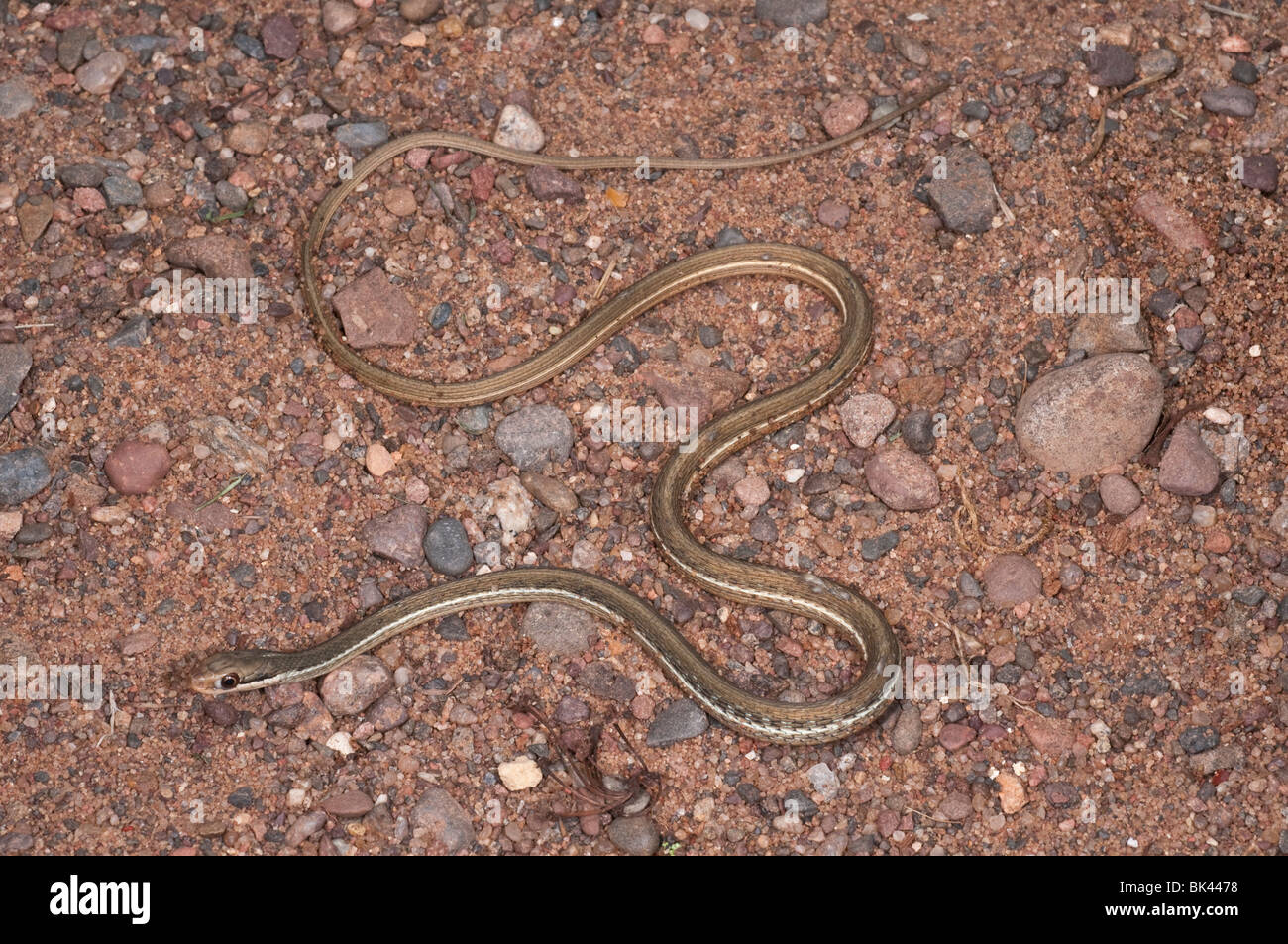 Ribbon Snake Stock Photos & Ribbon Snake Stock Images - Alamy