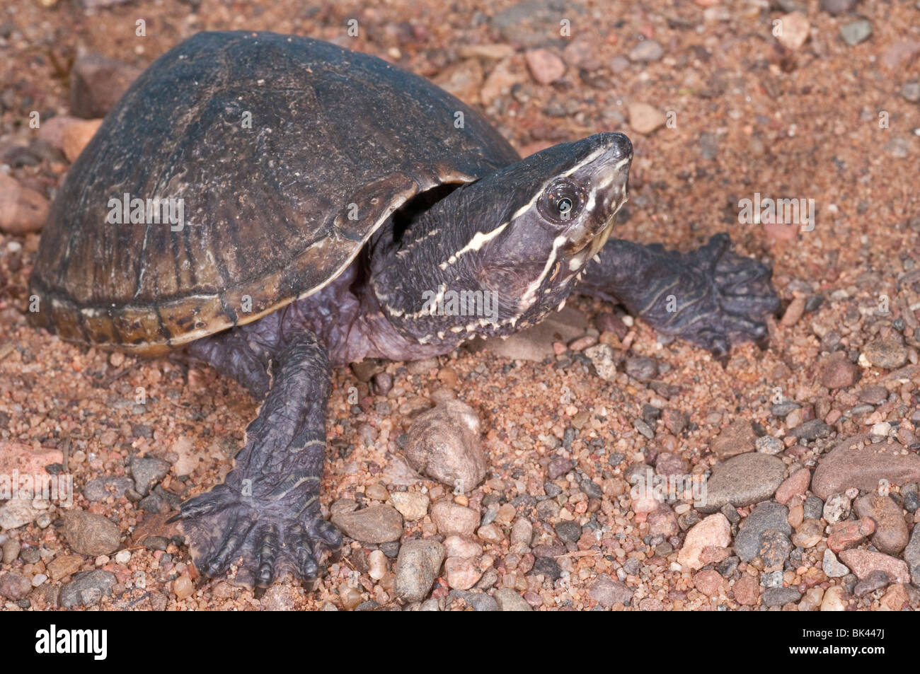 Common musk turtle hi-res stock photography and images - Alamy