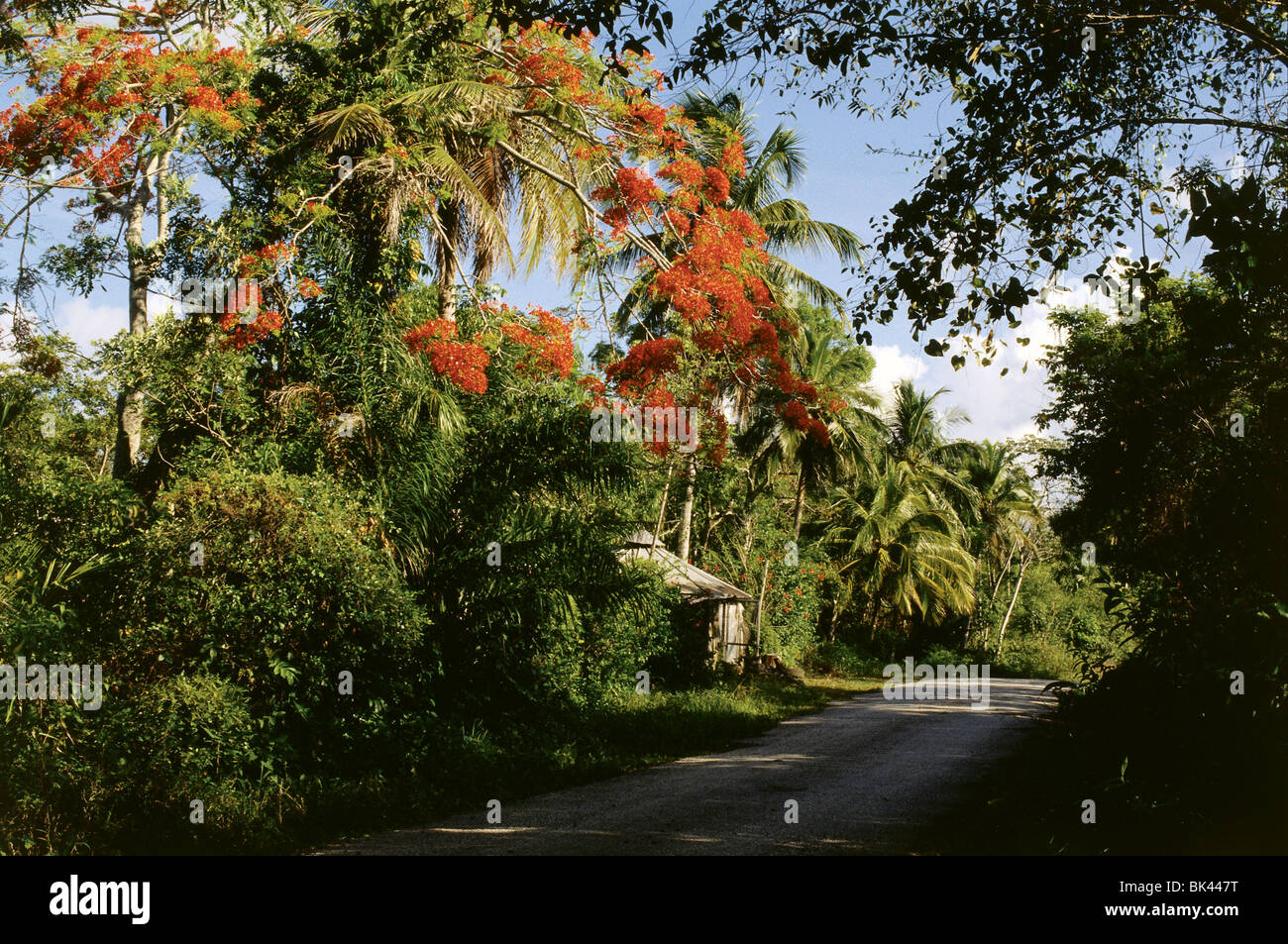 Tropical landscape with flowering tree in Belize, Central America Stock ...