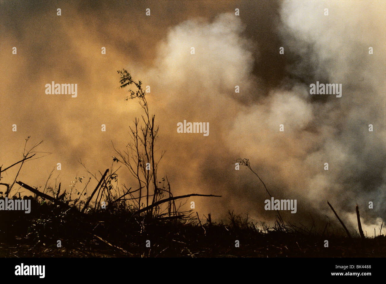 Burning rainforest farm agriculture hi-res stock photography and images ...