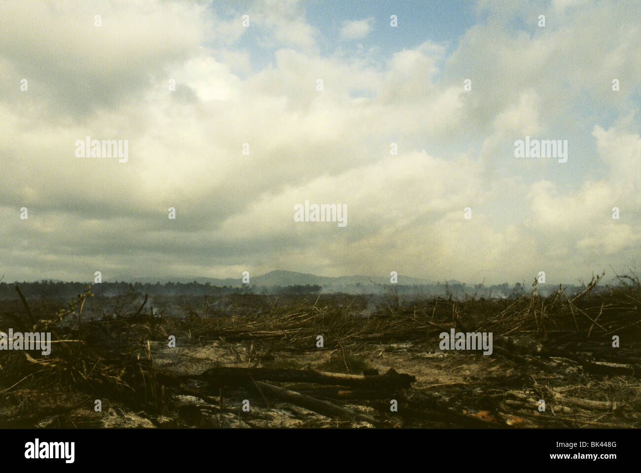 Belize forest north hi-res stock photography and images - Alamy