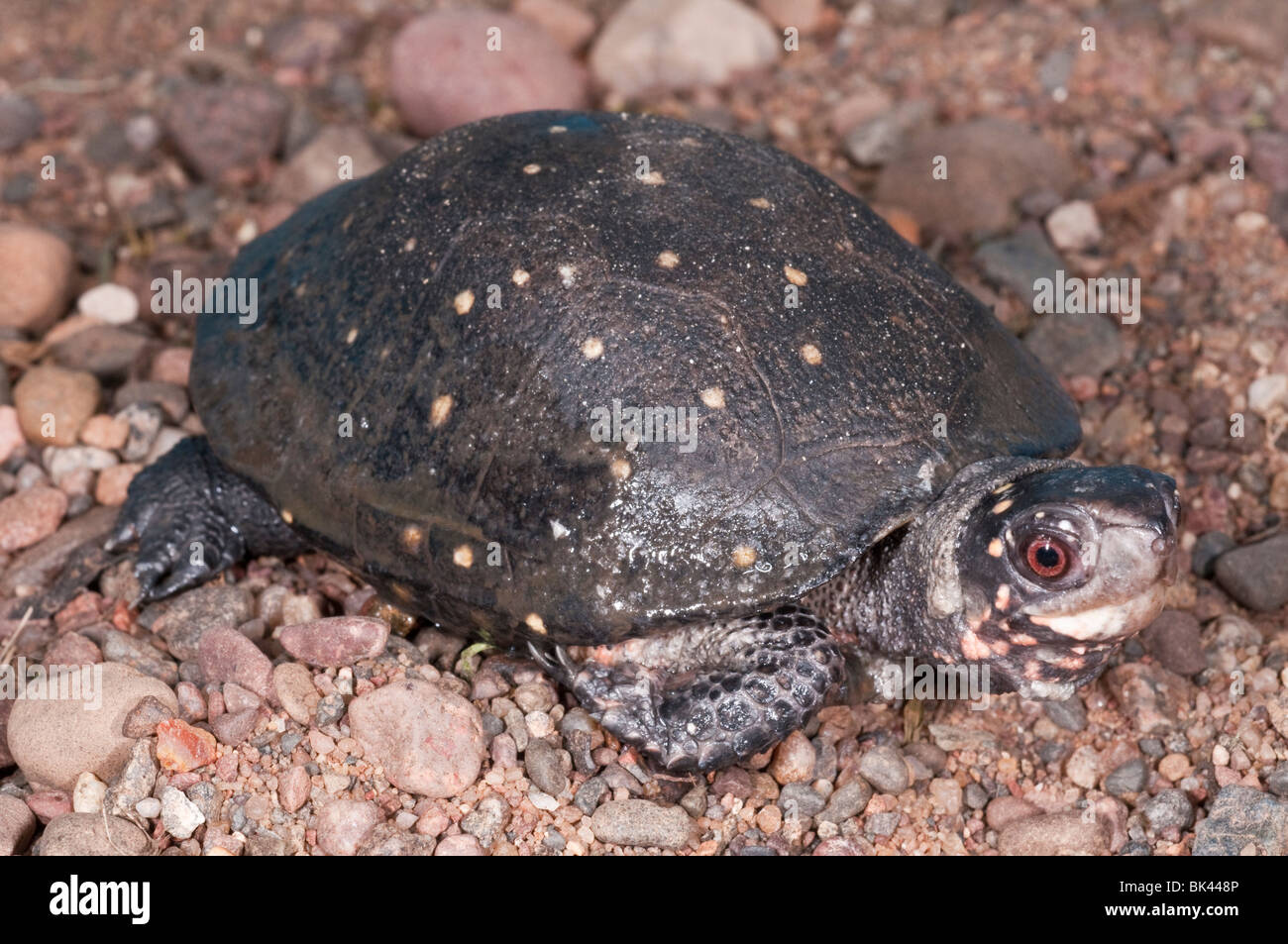 Spotted turtle, Clemmys guttata. Turtle is native to eastern United ...