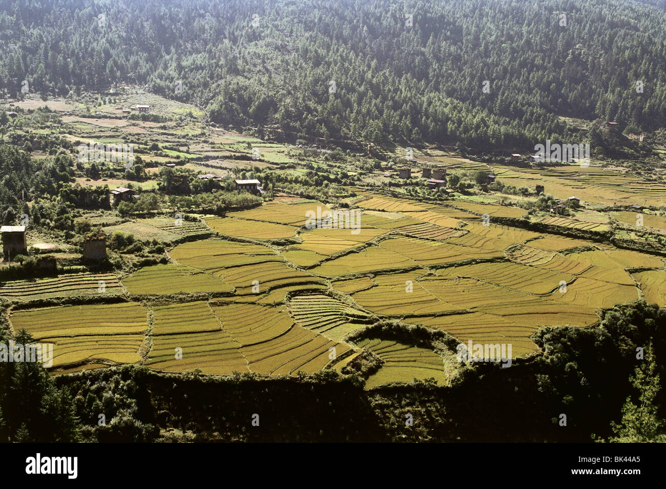 Terraced farming plots, Kingdom of Bhutan Stock Photo - Alamy