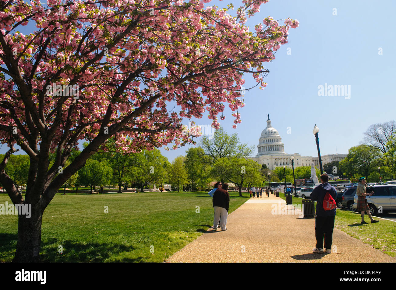 Capitol Building Cherry Blossom Stock Photos & Capitol Building Cherry ...