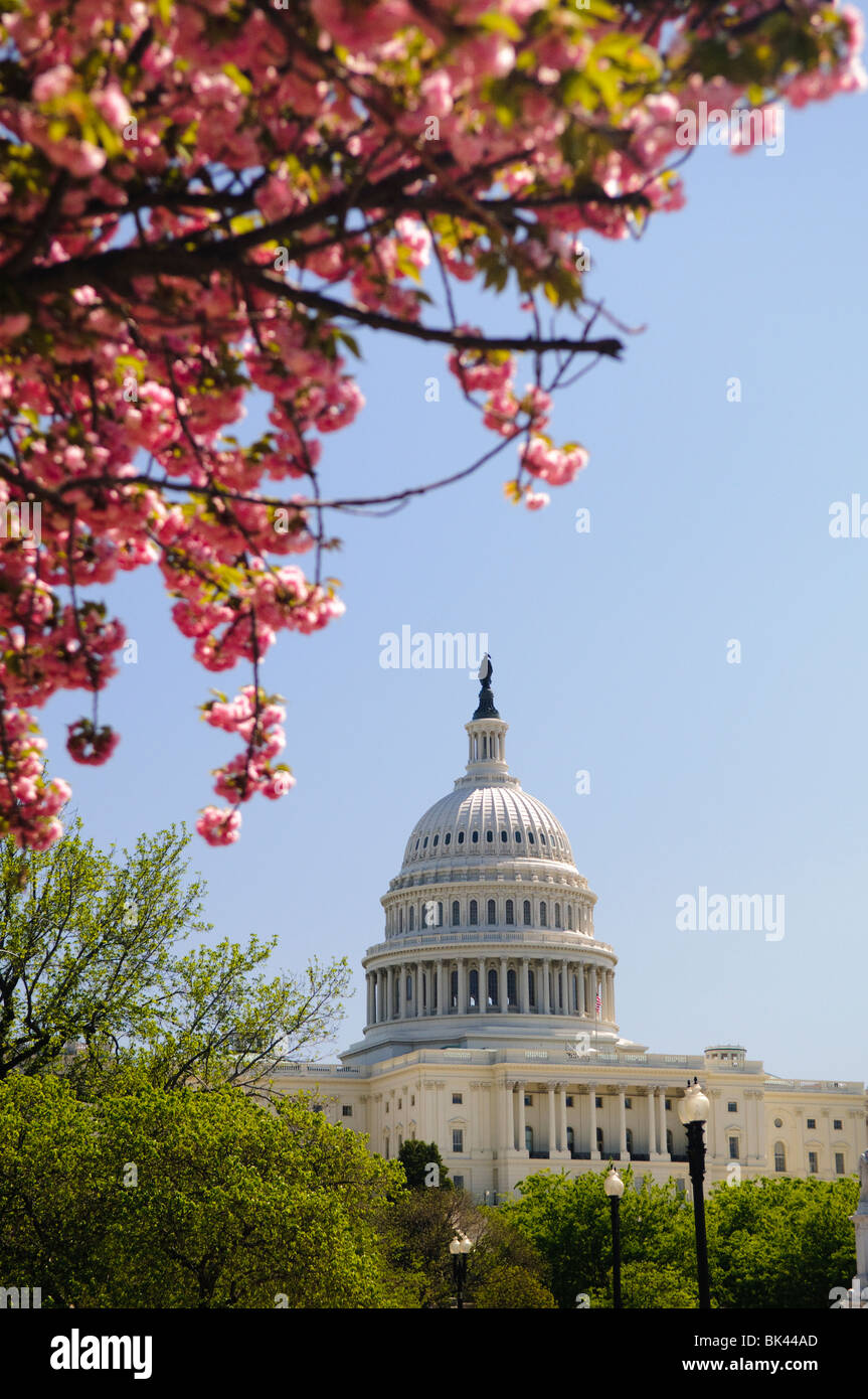 United states capitol with spring flowers washington dc hi-res stock ...