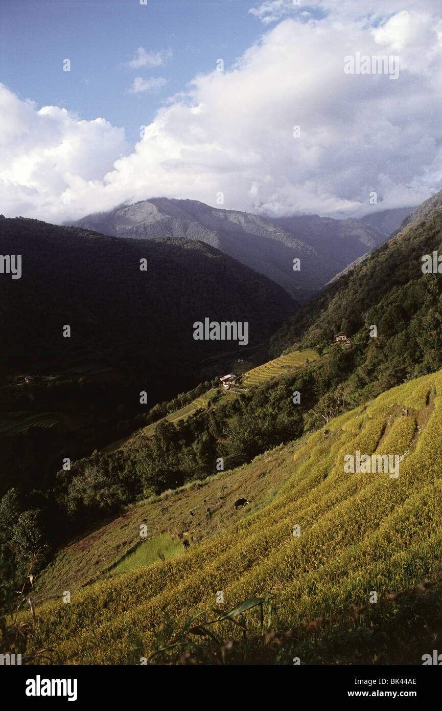 Crops and countryside in Bumthang District, Kingdom of Bhutan Stock ...