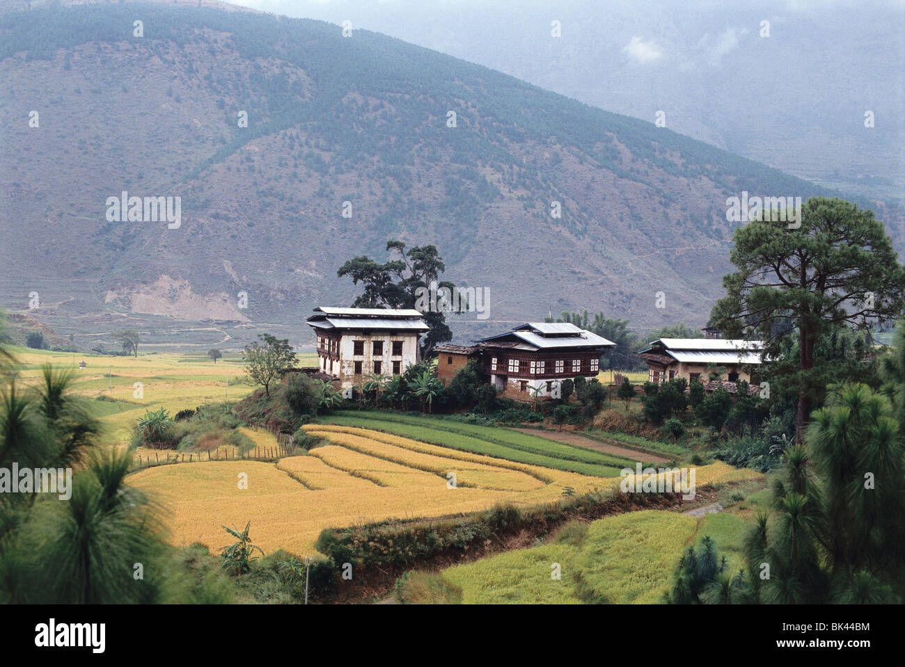 Agricultural fields in the Kingdom of Bhutan Stock Photo - Alamy