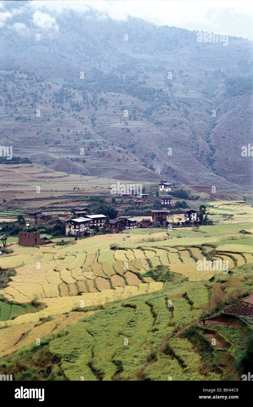 Rice fields and farming community in the Kingdom of Bhutan Stock Photo ...