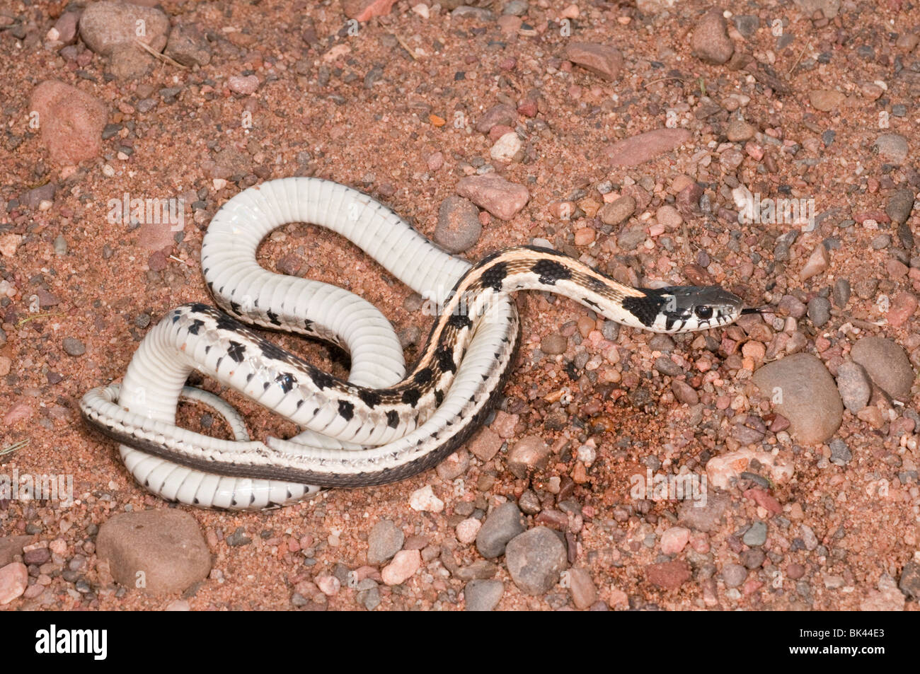 Black-necked garter snake, Thamnophis cyrtopsis, native to western ...