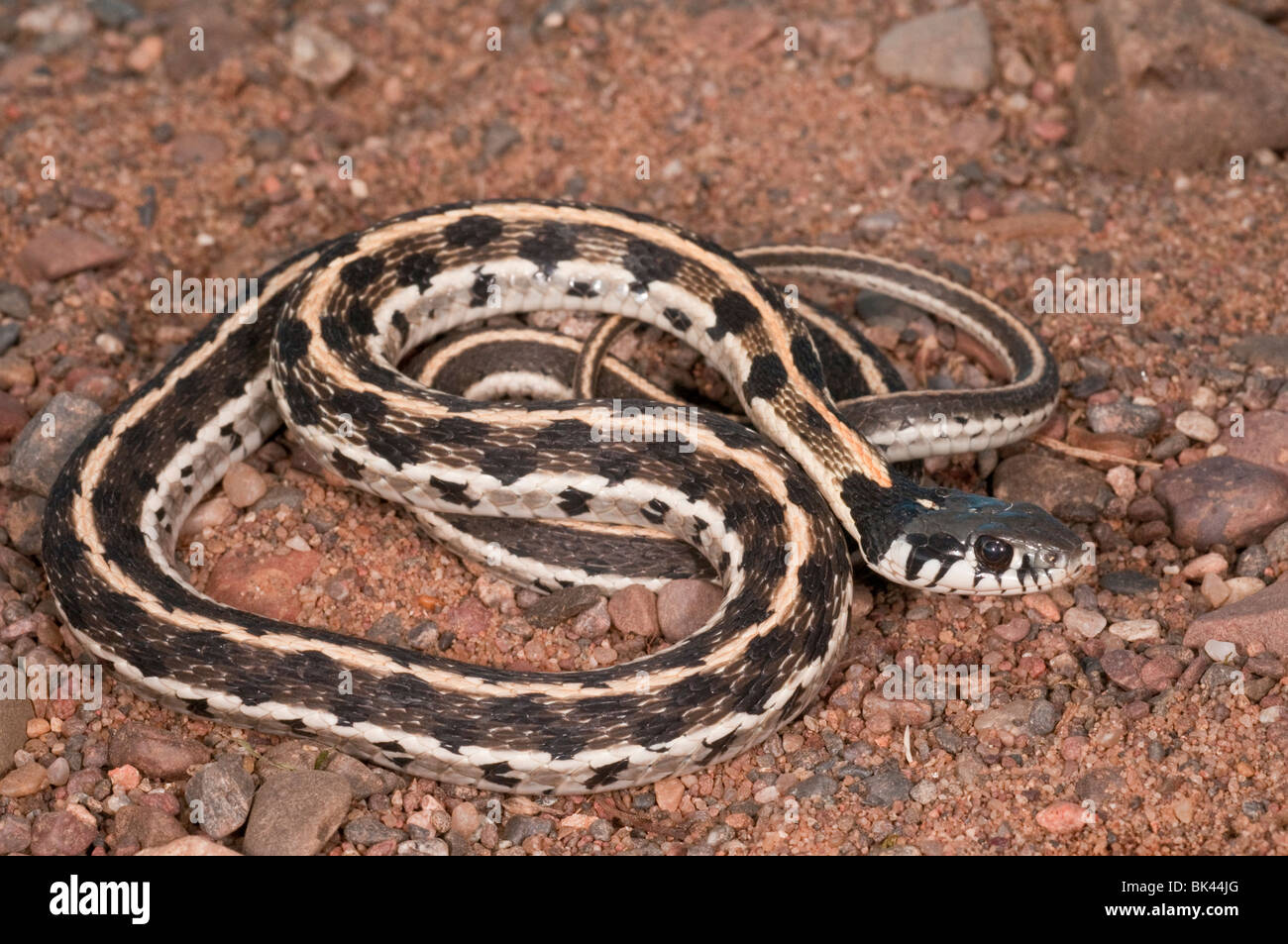 Black-necked garter snake, Thamnophis cyrtopsis, native to western ...