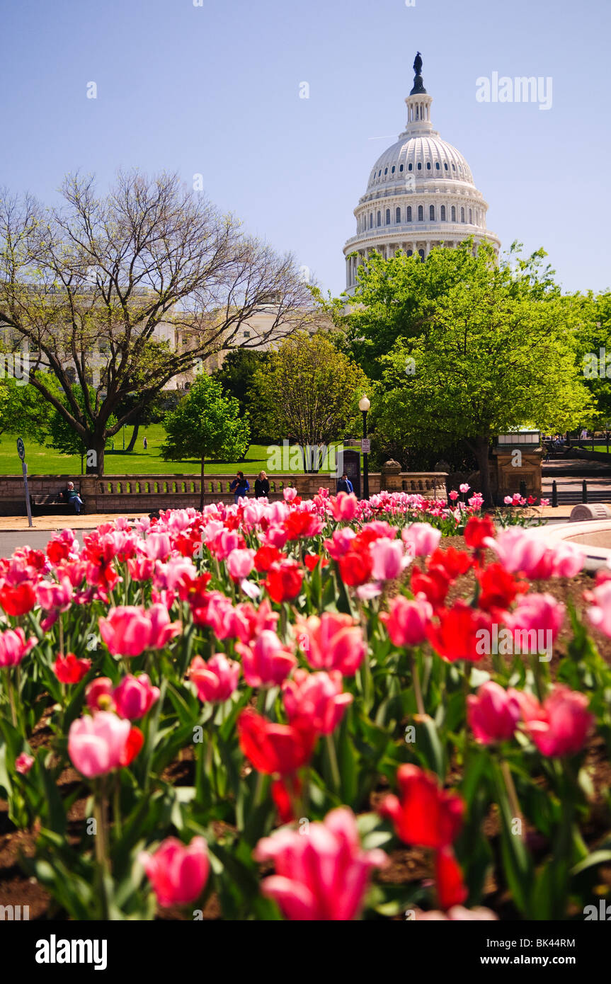 Washington dc tulips hi-res stock photography and images - Alamy