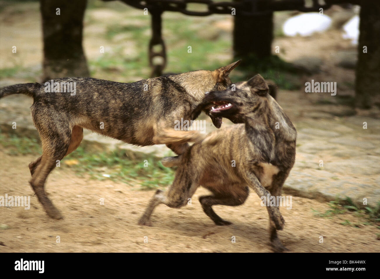 Dogs in Brazil, South America Stock Photo - Alamy