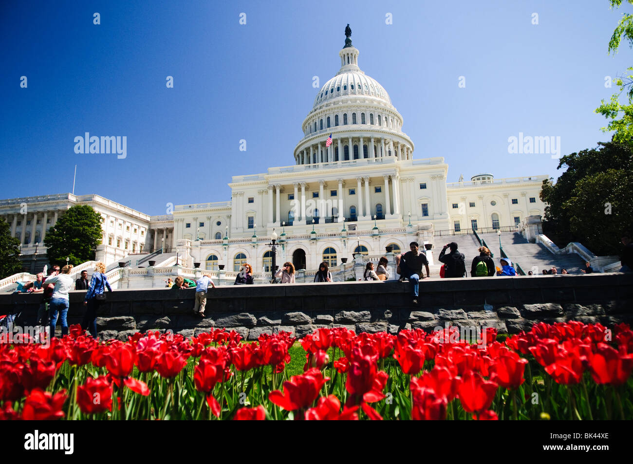 WASHINGTON DC, USA - US Capitol Building with spring tulips and clear ...
