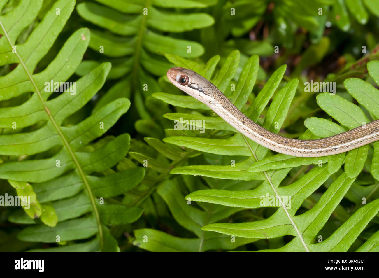 Eastern Ribbon Snake Poisonous