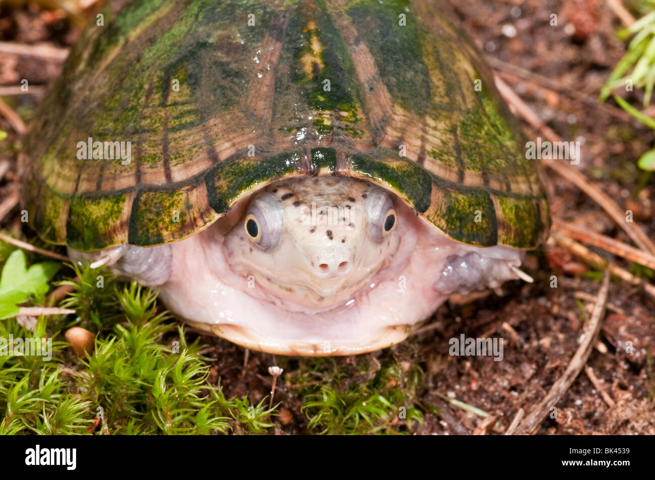 Loggerhead musk turtle, Sternotherus minor, native to southeastern ...