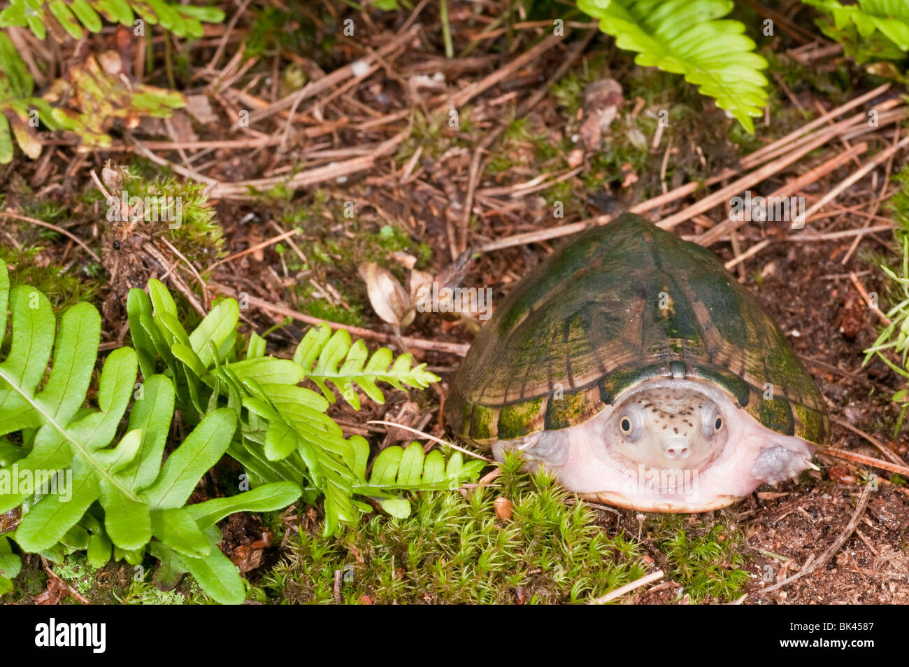 Loggerhead musk turtle, Sternotherus minor, native to southeastern ...