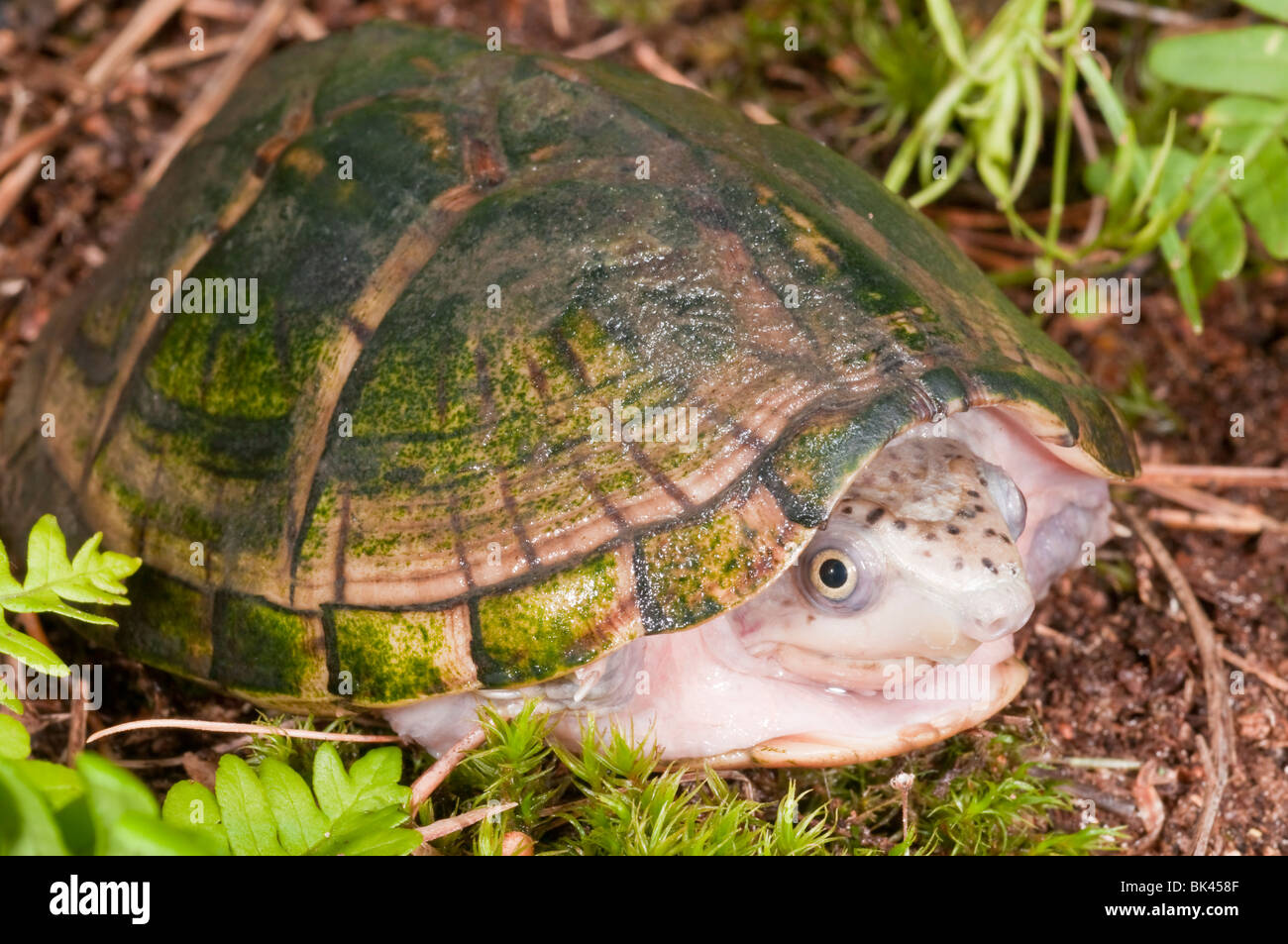 Loggerhead musk turtle, Sternotherus minor, native to southeastern ...