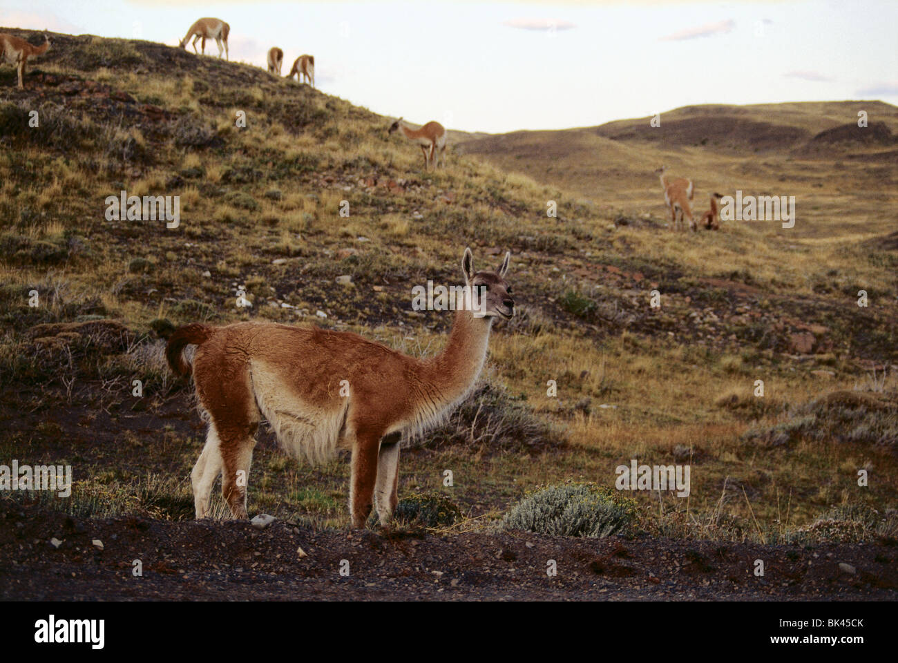 A herd of Guanacos (Lama guanicoe), Chile Stock Photo - Alamy