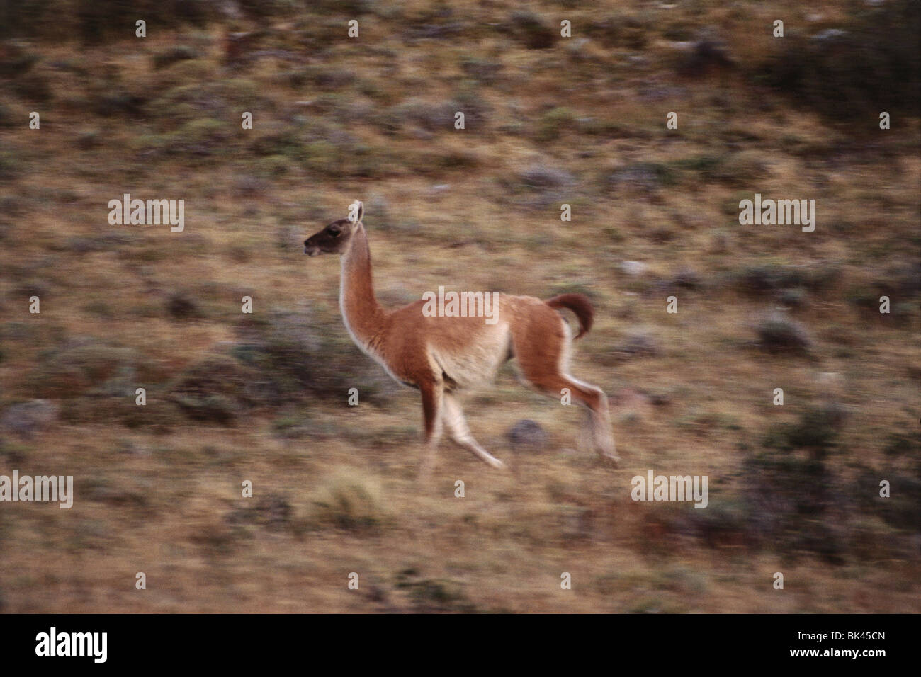 Running guanacos hi-res stock photography and images - Alamy
