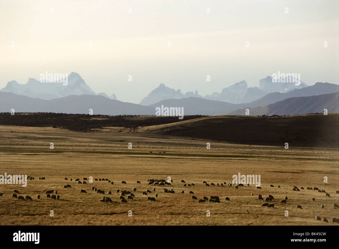 Sheep ranch patagonia hi-res stock photography and images - Alamy