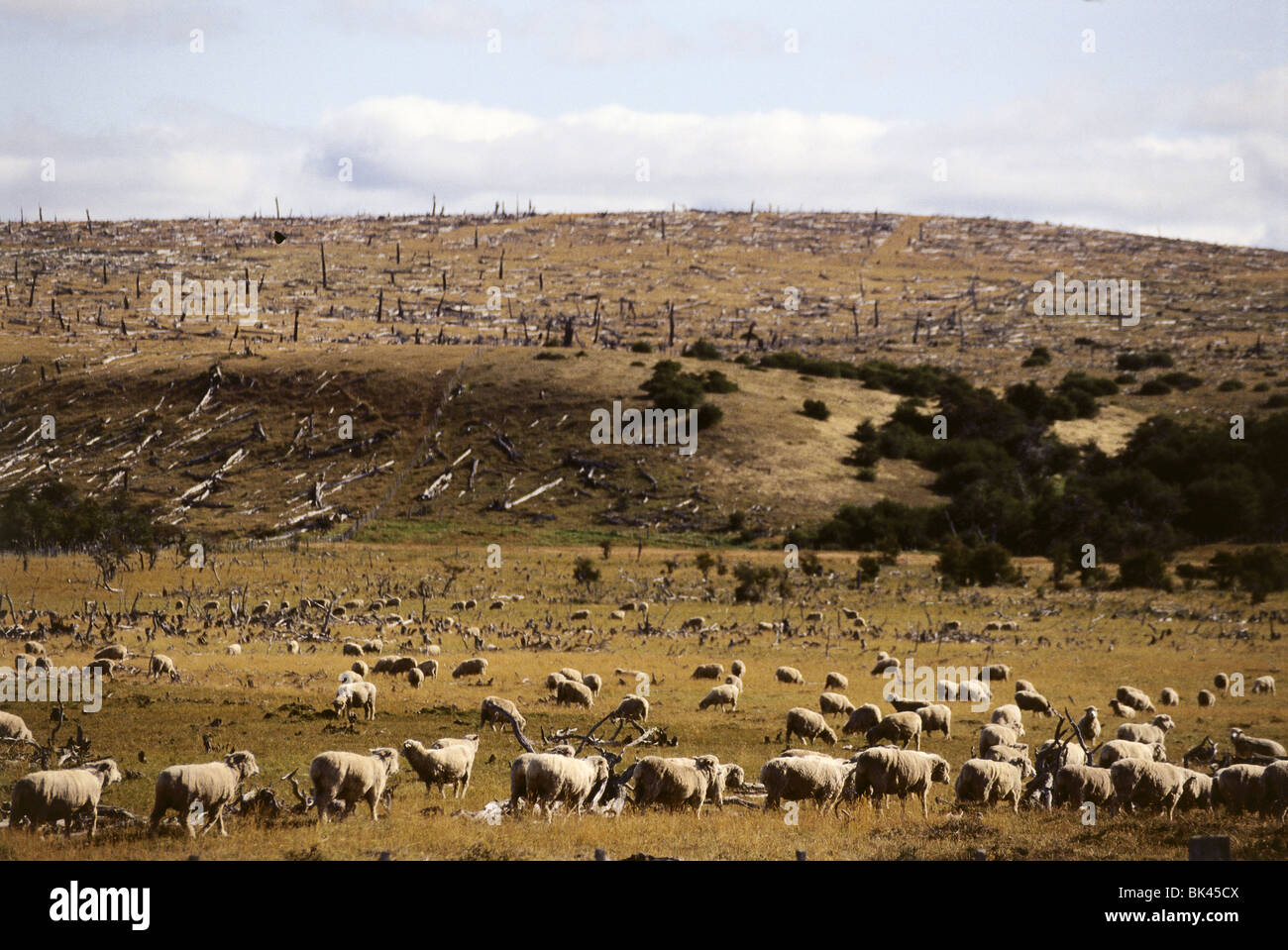 Sheep ranch patagonia hi-res stock photography and images - Alamy