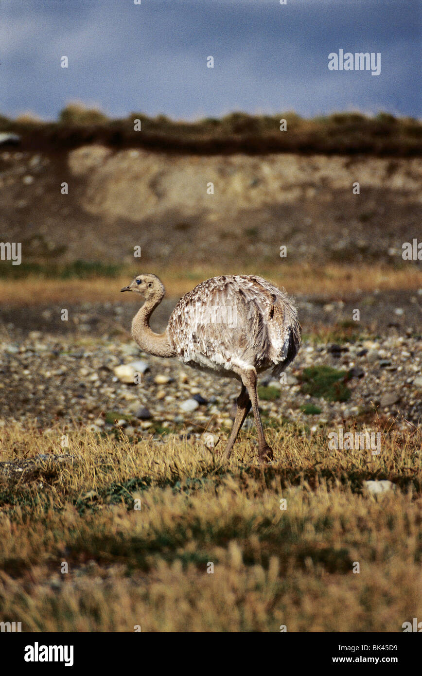 Darwin's Rhea (Rhea pennata), also known as the Lesser Rhea, Chile ...