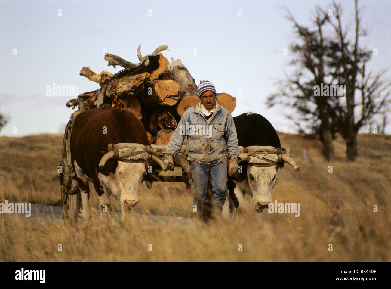 A man leading oxen pulling a wagon loaded with logs, Chile Stock Photo ...