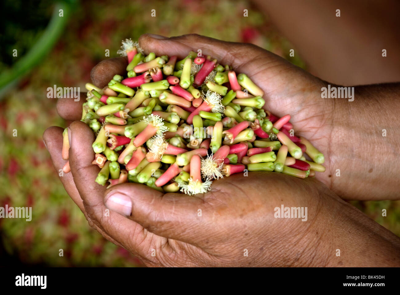 Cloves in womans hand hi-res stock photography and images - Alamy