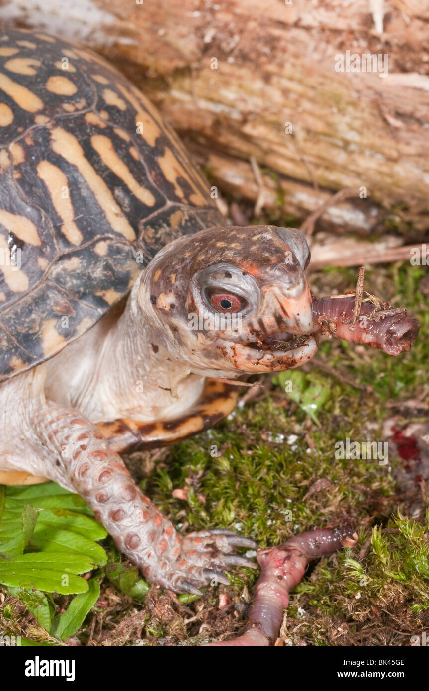 Eastern box turtle, Terrapene carolina carolina, native to eastern ...