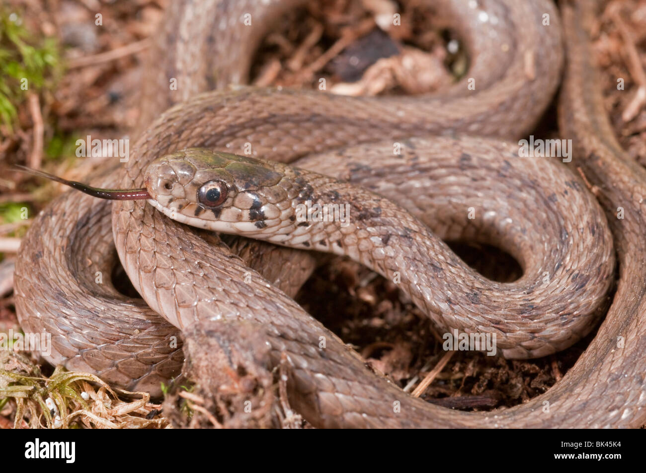 Brown snake, Storeria dekayi, native to eastern United States, Mexico ...