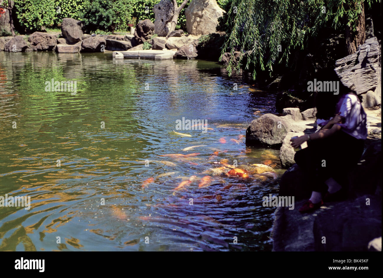 Koi carp fish in pool, Chiang Kai-shek Memorial, Taipei, Taiwan Stock ...