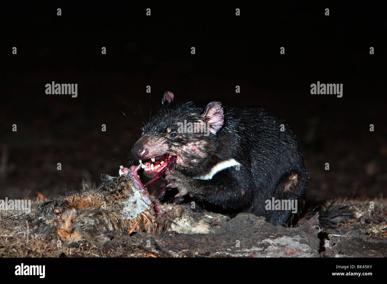 Tasmanian devil eating hi-res stock photography and images - Alamy