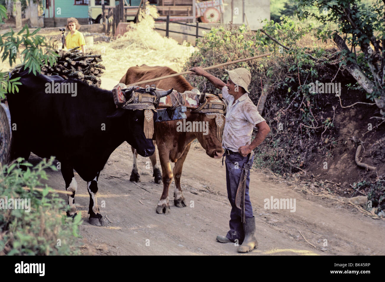 Team of oxen hi-res stock photography and images - Alamy