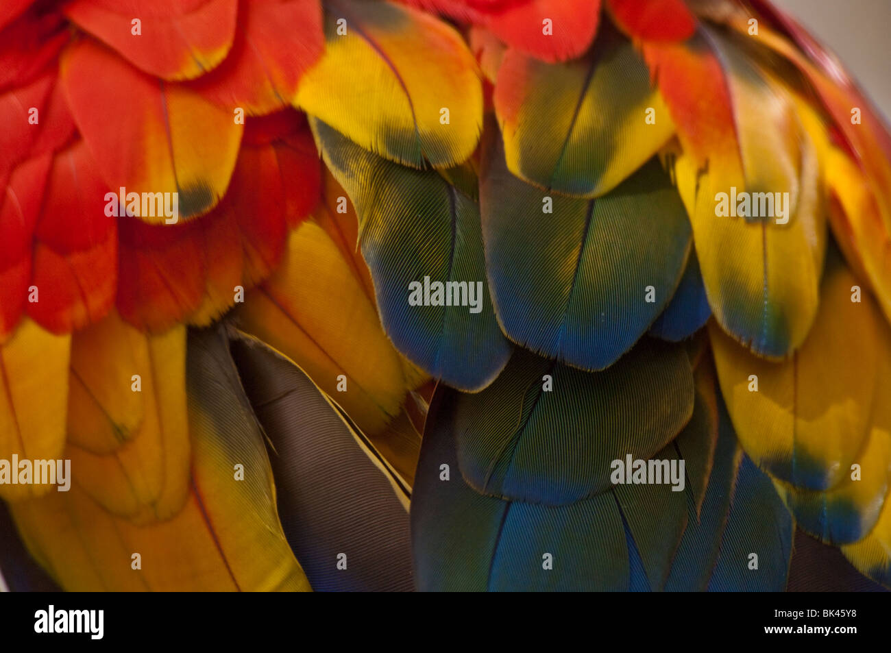 Scarlet macaw ara macao close up of feathers hi-res stock photography ...