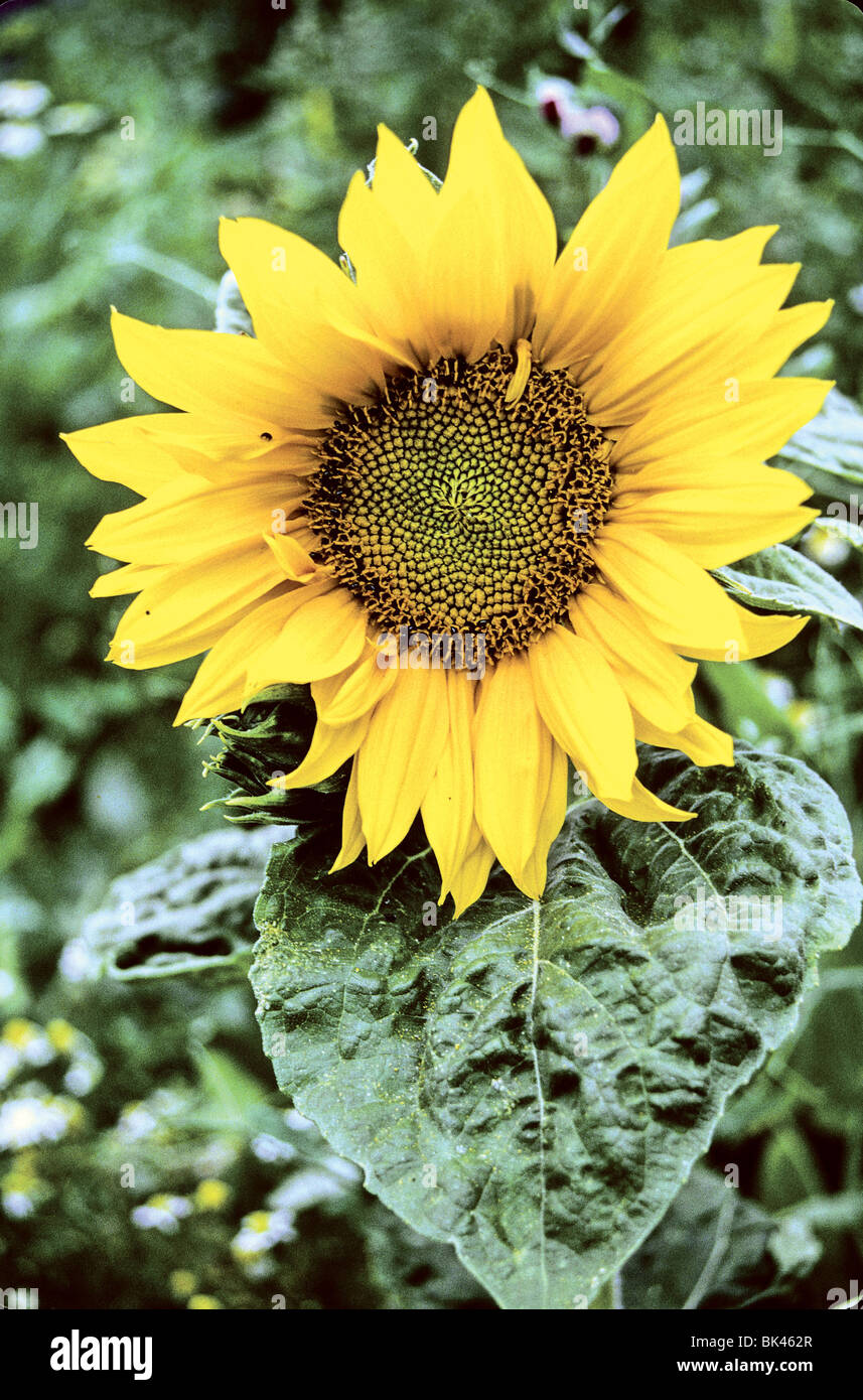 Flowering head of a sunflower plant, Czech Republic Stock Photo - Alamy