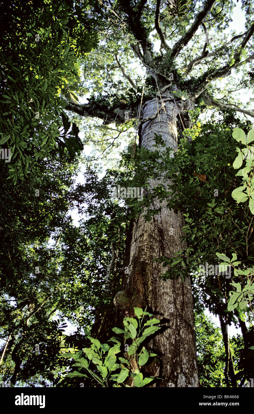 A large Ceiba Tree with vines in the rainforest of Ecuador Stock Photo ...