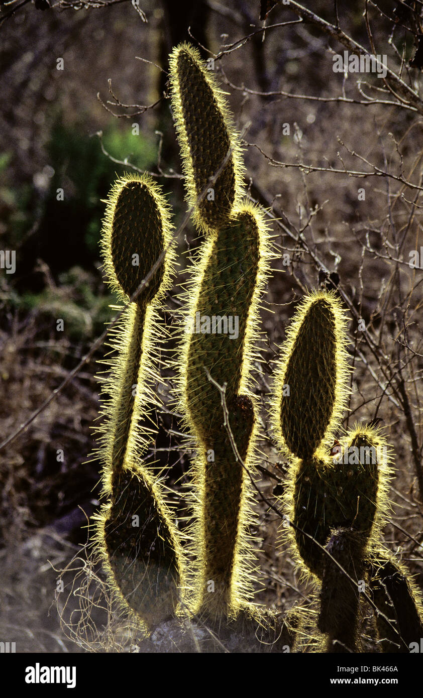 Backlit Opuntia (also known as Prickly Pear Cactus, Nopales, or Paddle ...