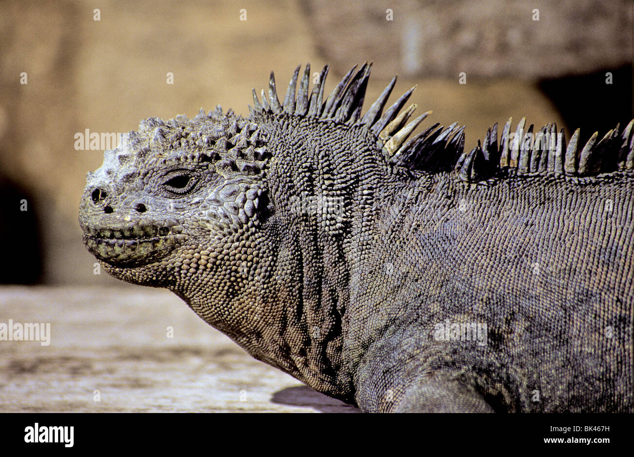Reptiles with spikes hi-res stock photography and images - Alamy